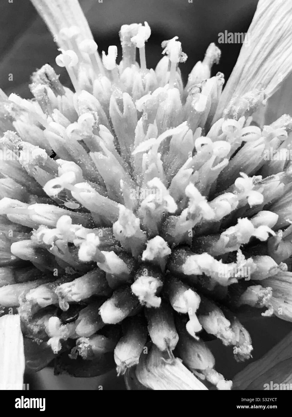 Carnation of india Black and White Stock Photos & Images - Alamy