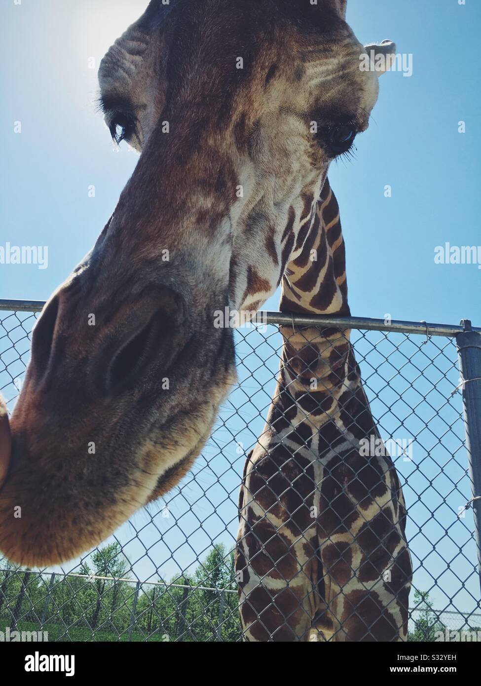 Zoo day hi-res stock photography and images - Alamy