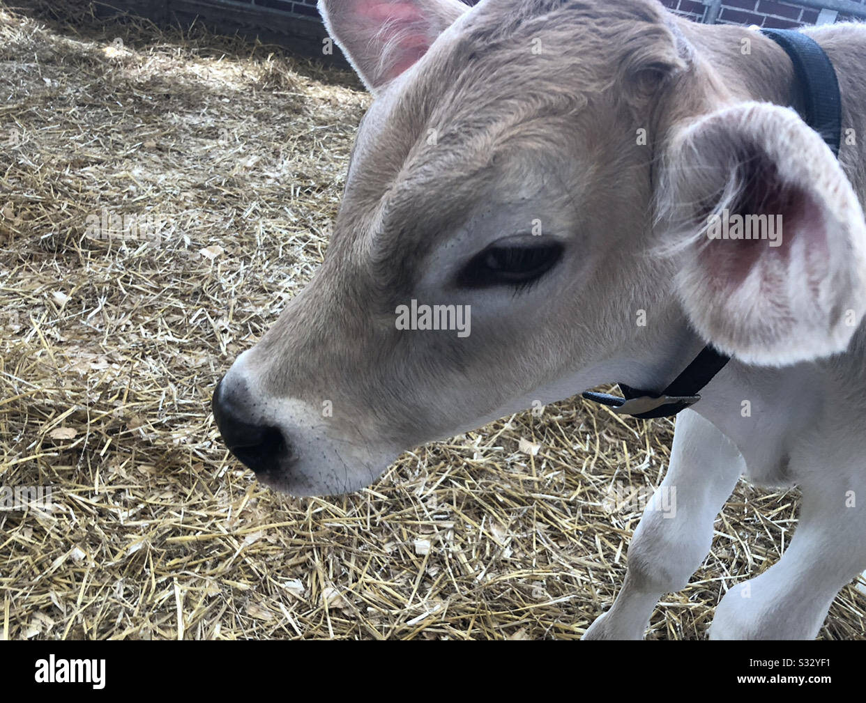Baby farm animals at fair hi-res stock photography and images - Alamy
