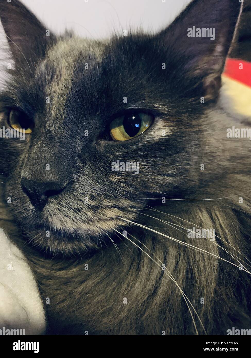 Gwen 2 hi-res stock photography and images - Alamy