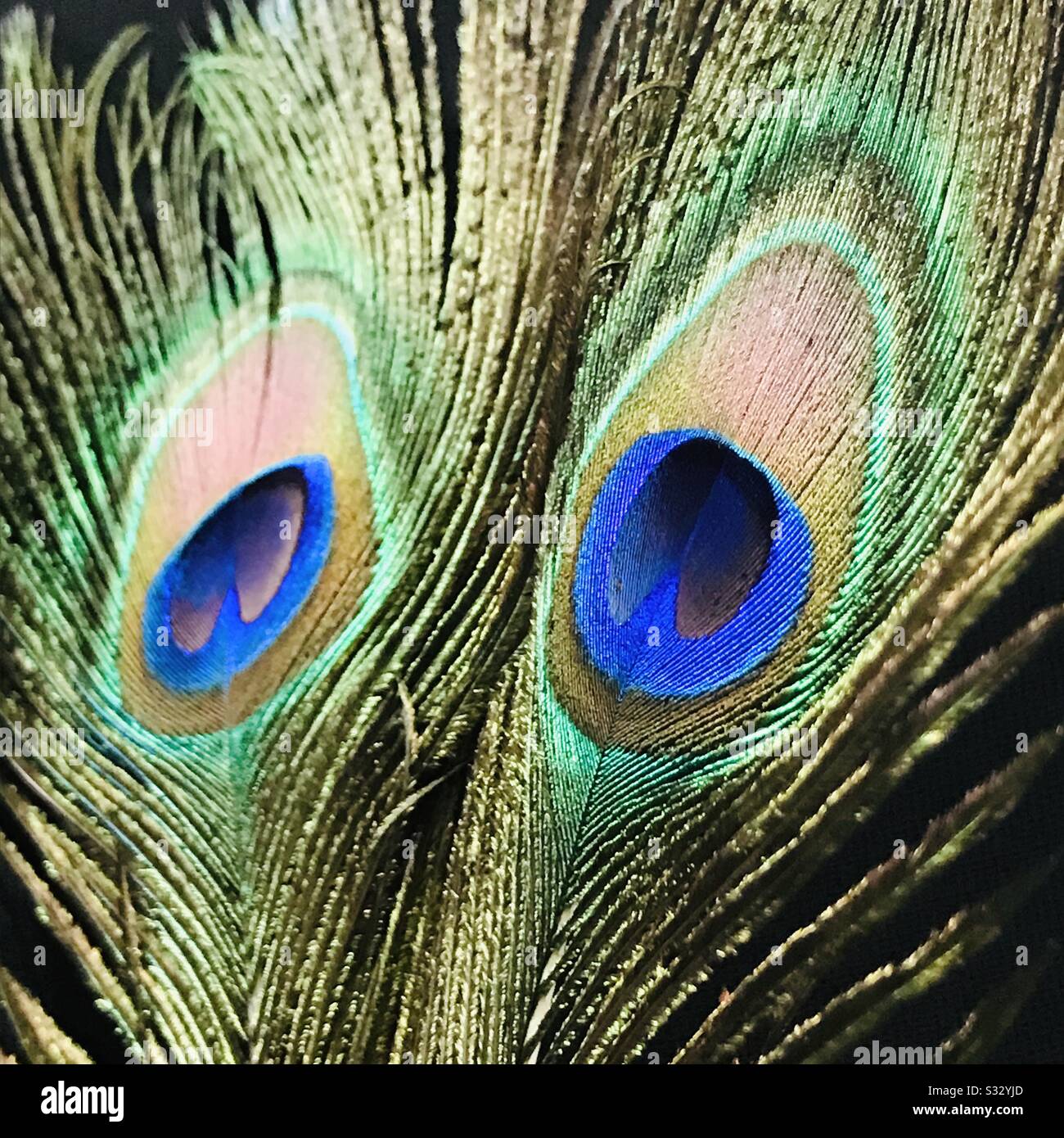 Indian national bird hi-res stock photography and images - Alamy