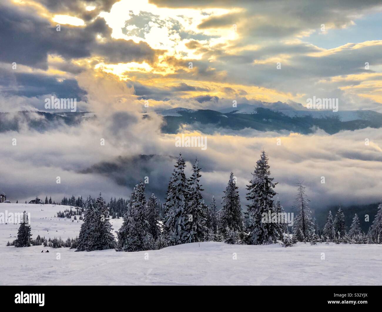 Forest of conifers at sunset Stock Photo - Alamy