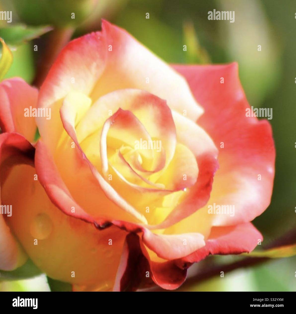 Vibrant flower blooms hi-res stock photography and images - Alamy