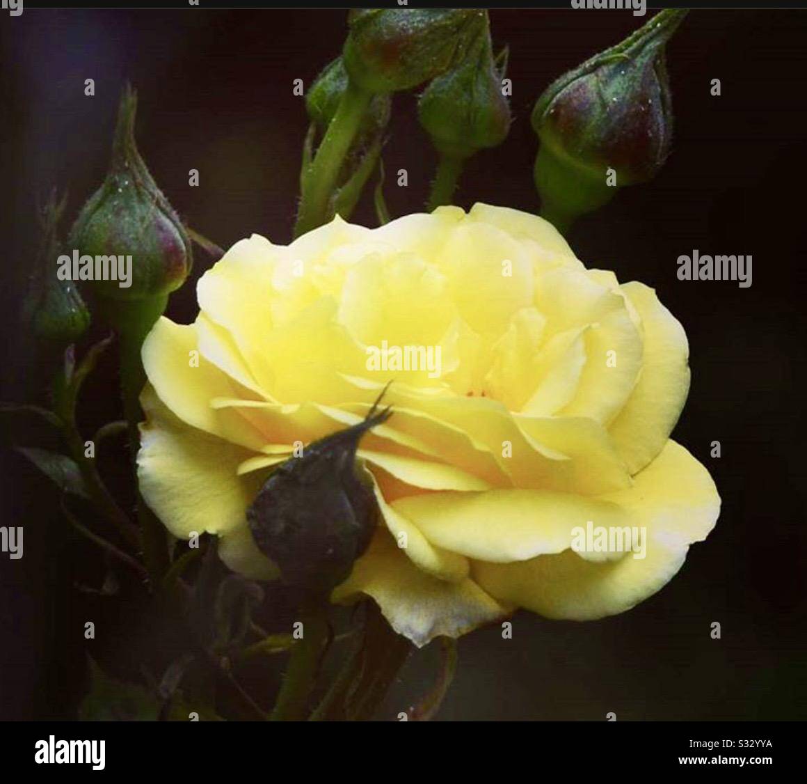 Yellow Rosebuds High Resolution Stock Photography and Images - Alamy