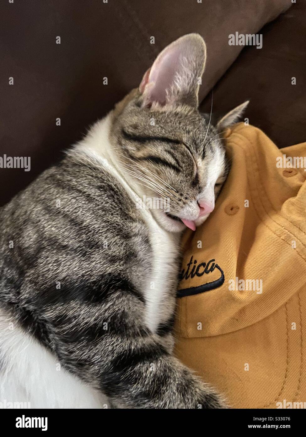 Kitty lazy hi-res stock photography and images - Alamy