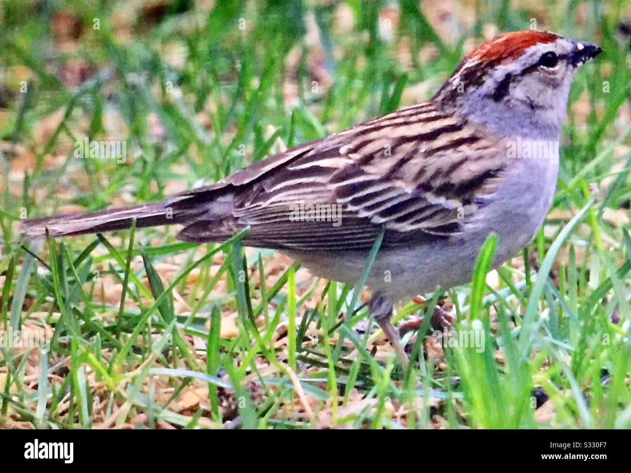 Birds of North America, Hopping sparrow, Spizella passerina Stock Photo ...