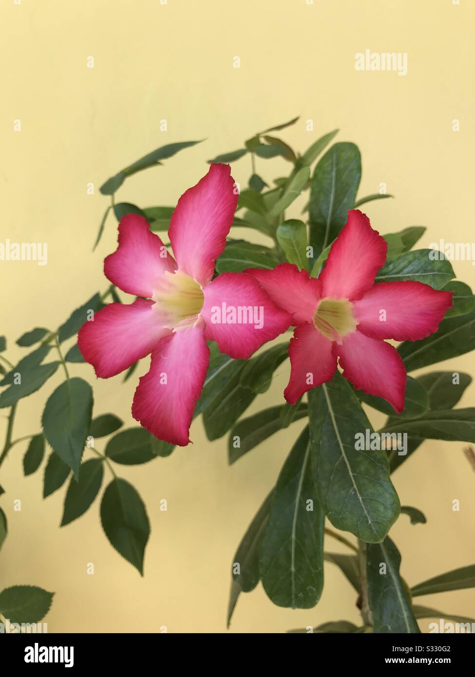 Fully bloomed Home grown Pink Adenium aka dessert Rose bloomed in my ...