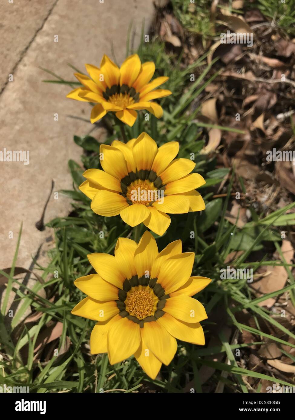 Line of yellow flowers hi-res stock photography and images - Alamy