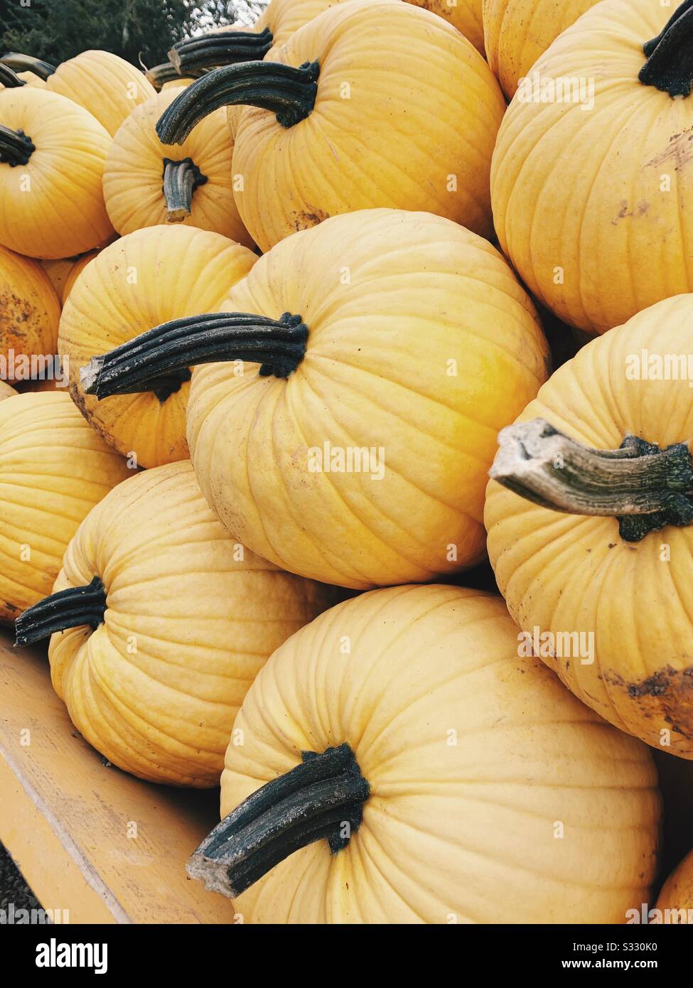Yellow pumpkins hi-res stock photography and images - Alamy