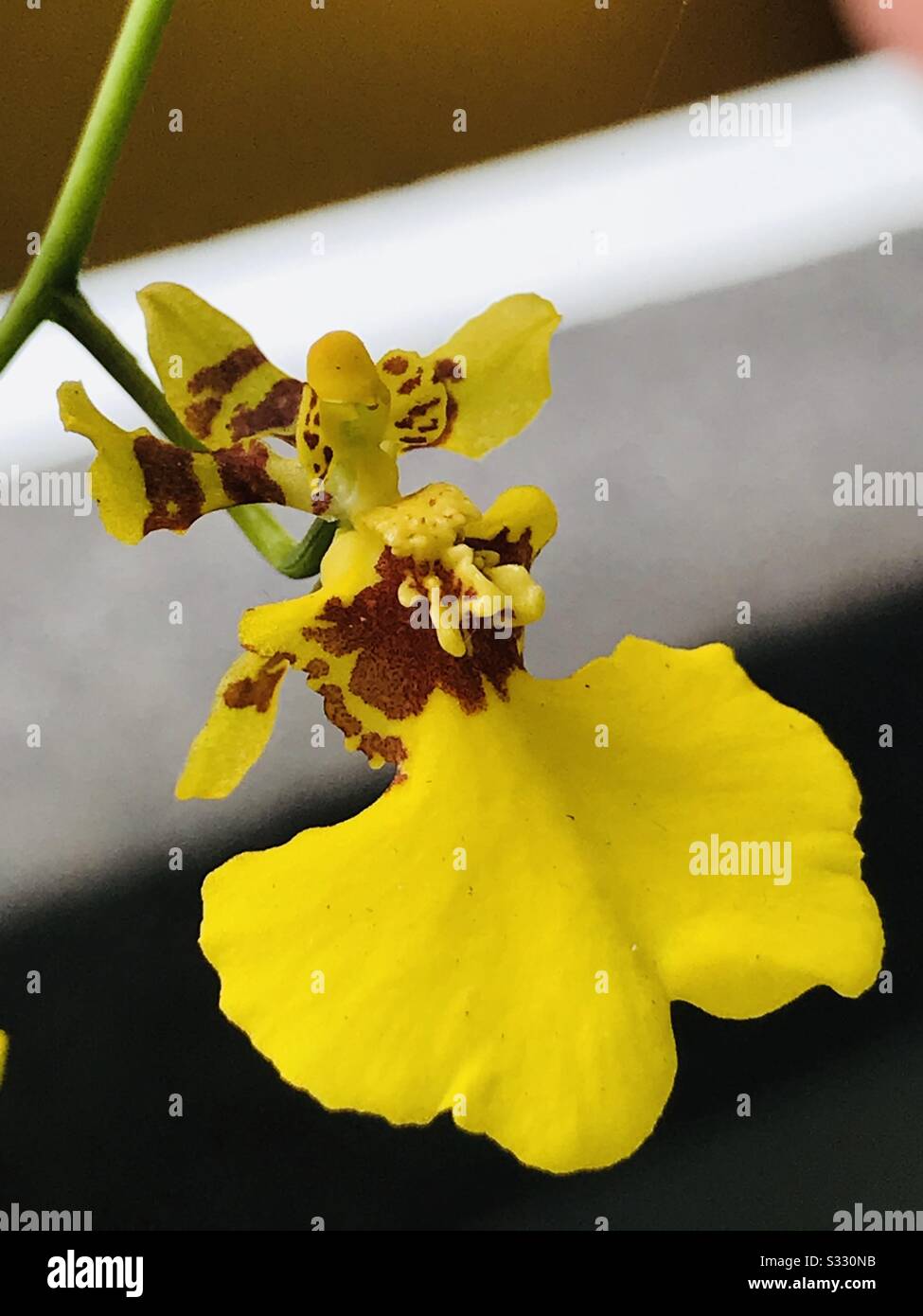 Yellow dancing lady orchid hi-res stock photography and images - Alamy
