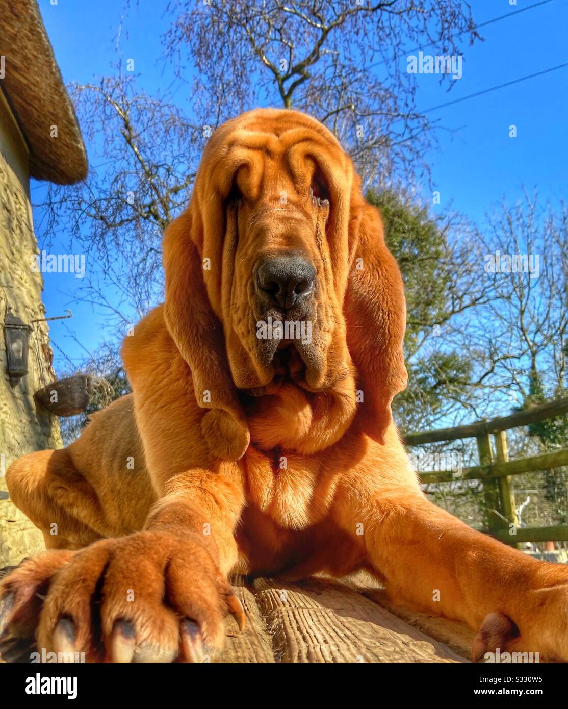 Bloodhound dog hi-res stock photography and images - Alamy