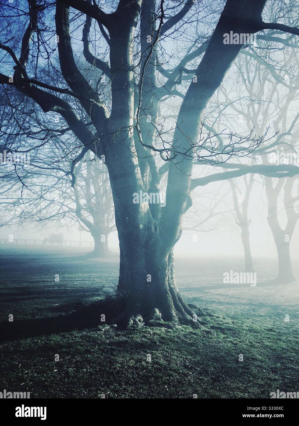 Trees in the mist Stock Photo - Alamy