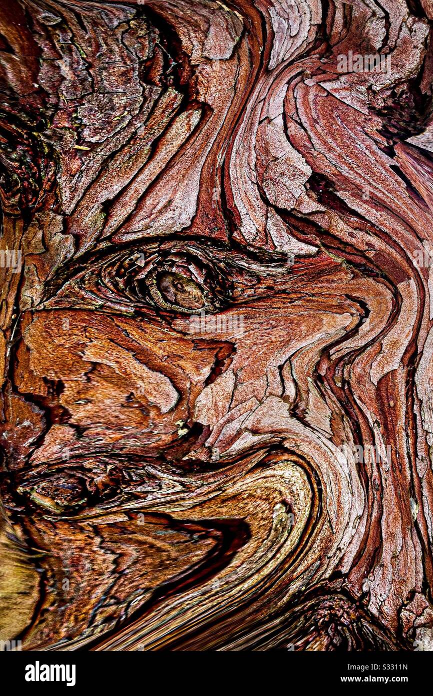 Cedar tree art hi-res stock photography and images - Alamy