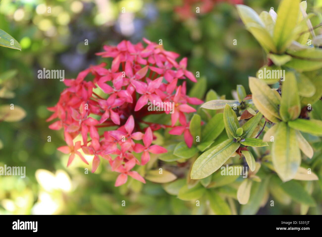 Pretty coral hi-res stock photography and images - Alamy