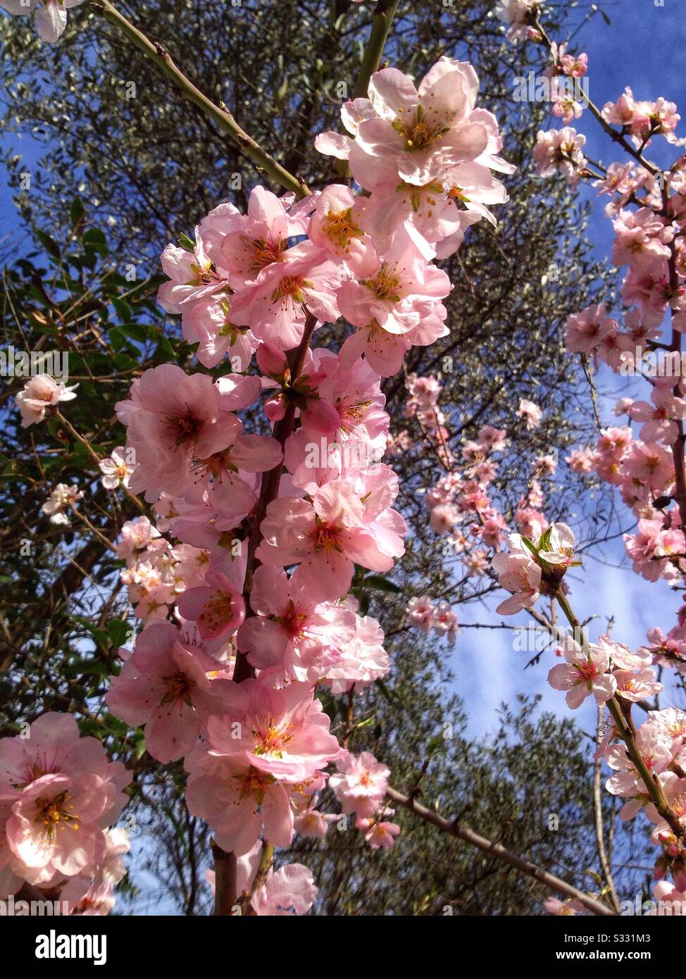 Almond tree france hi-res stock photography and images - Alamy