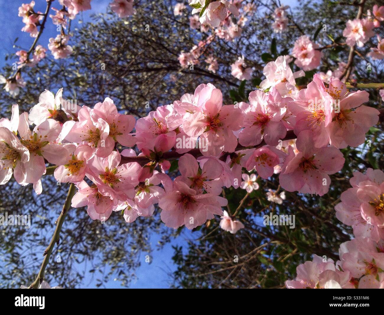 Almond tree france hi-res stock photography and images - Alamy