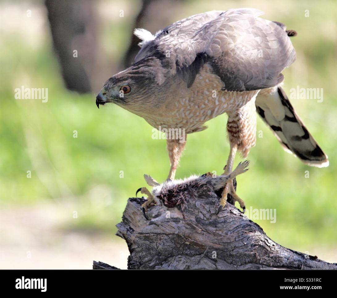 The circle of life hi-res stock photography and images - Alamy