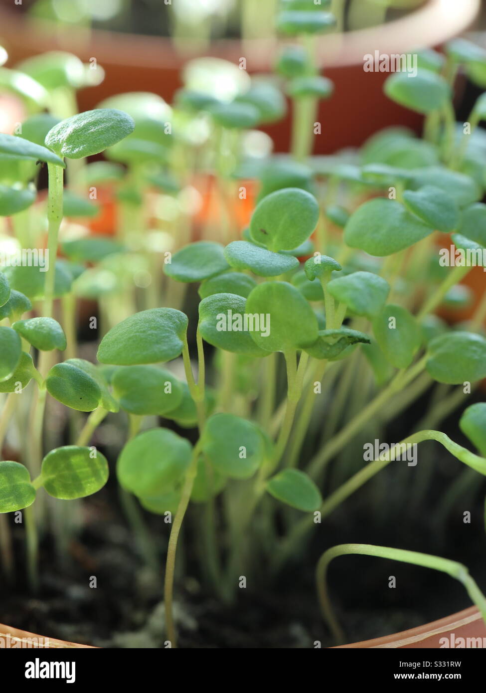 Pansy seedlings hi-res stock photography and images - Alamy