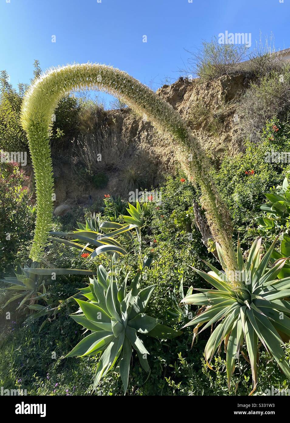 Agave bloom hi-res stock photography and images - Alamy