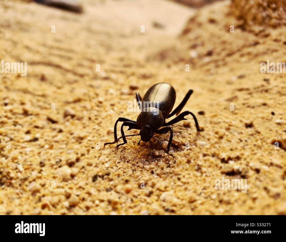 Sand bug hi-res stock photography and images - Alamy