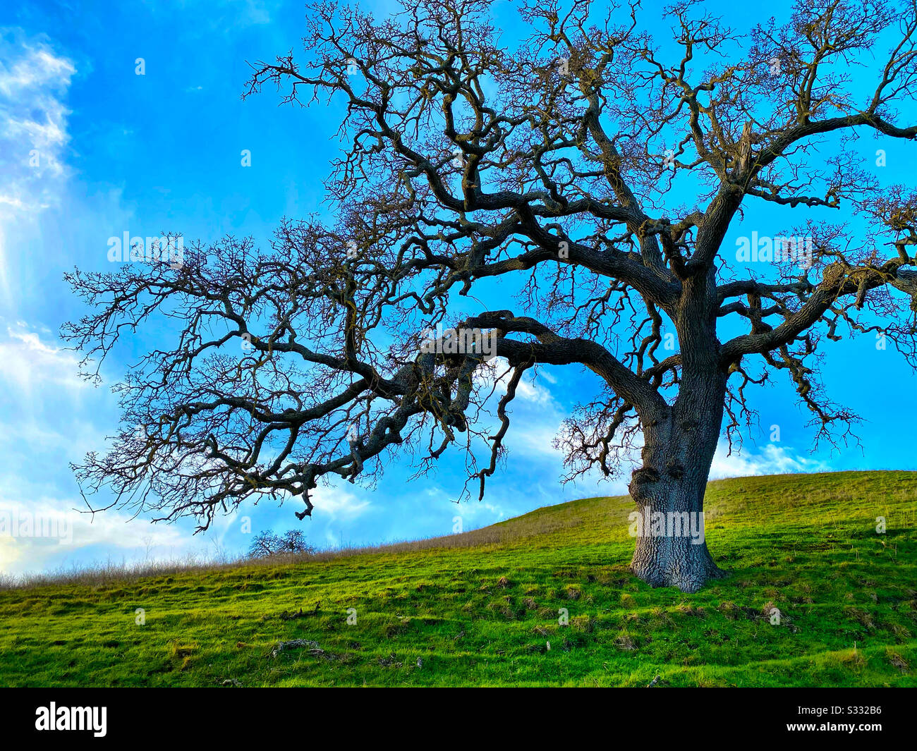 Large, bare oak tree Stock Photo - Alamy