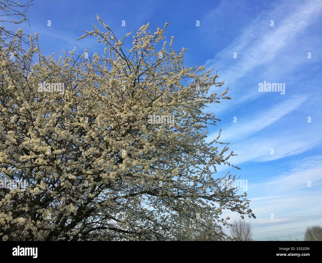 Wild plum tree hi-res stock photography and images - Alamy