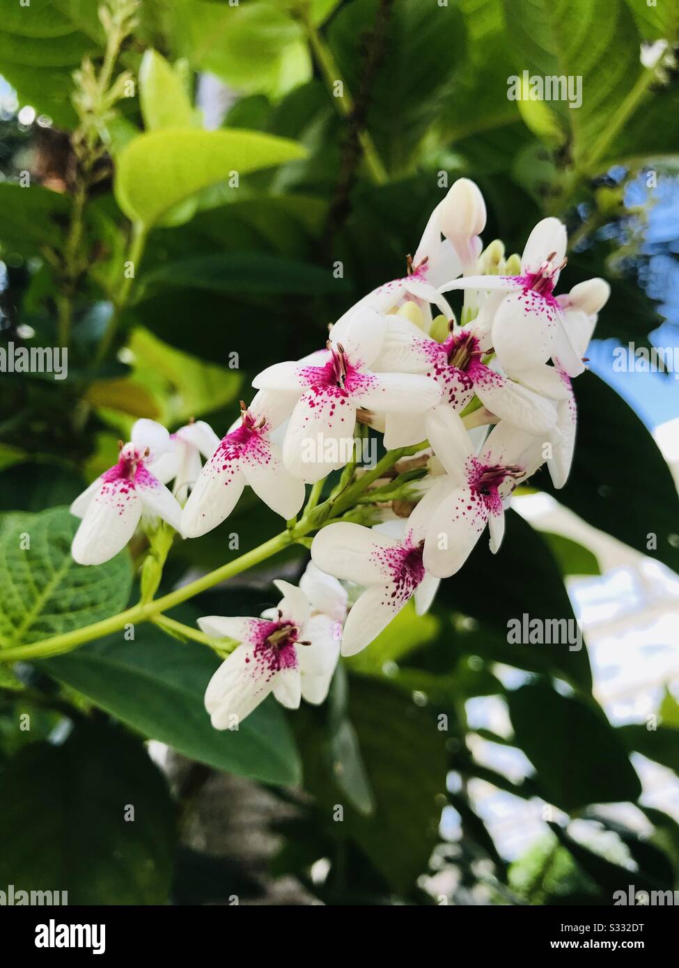 Zoomed in flower hi-res stock photography and images - Alamy