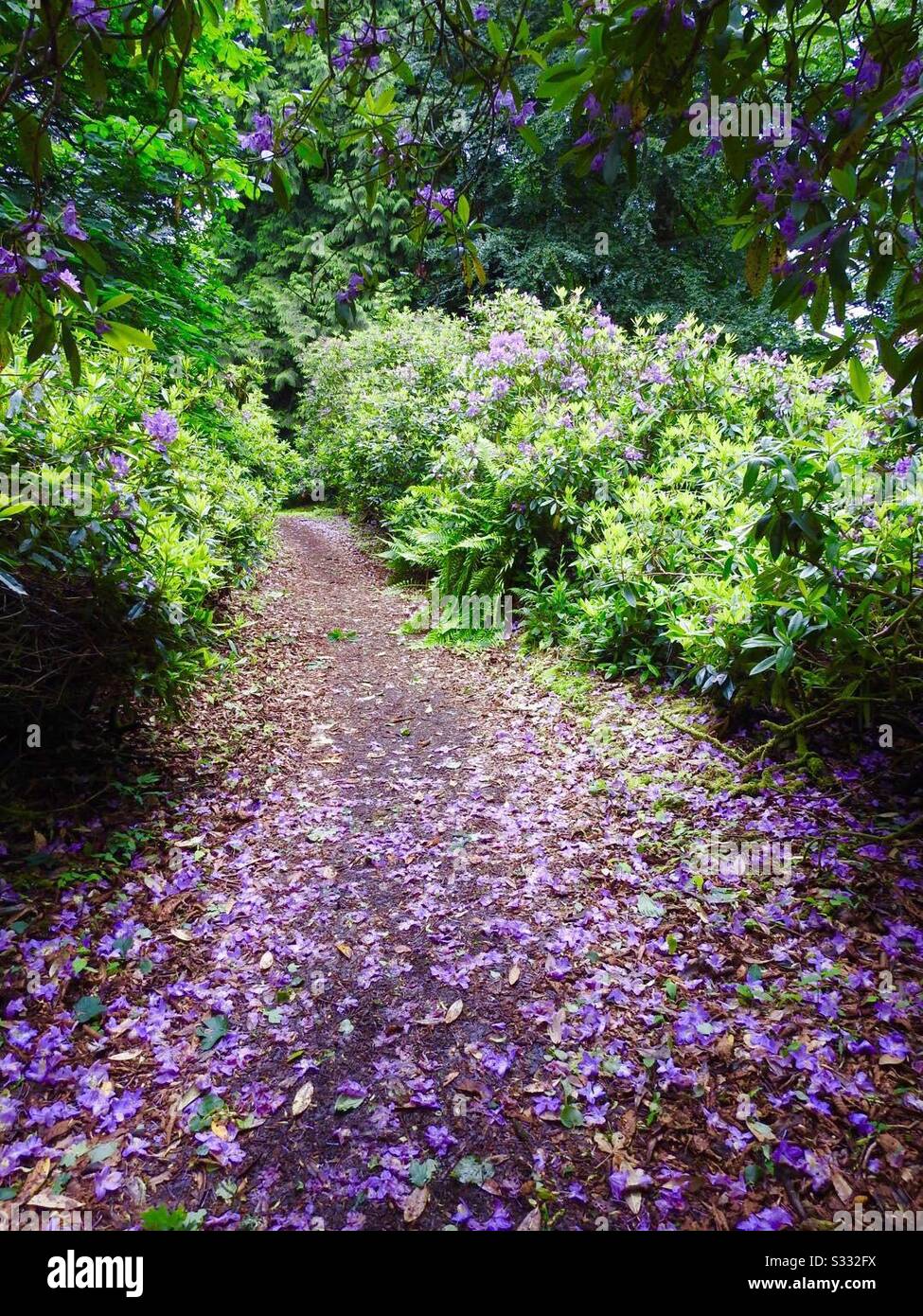 Follow the purple path Stock Photo - Alamy