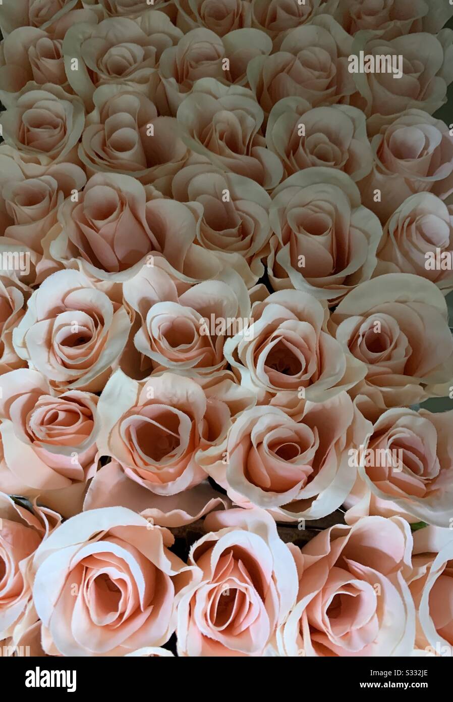 Roses pinks hi-res stock photography and images - Alamy
