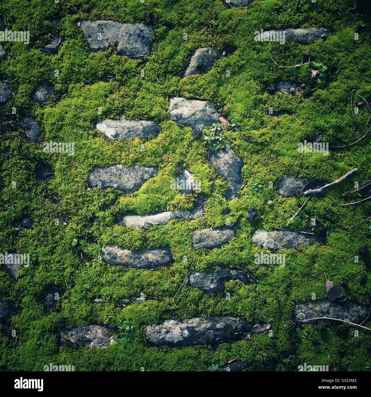 Moss growing around a stone garden path in the UK Stock Photo - Alamy