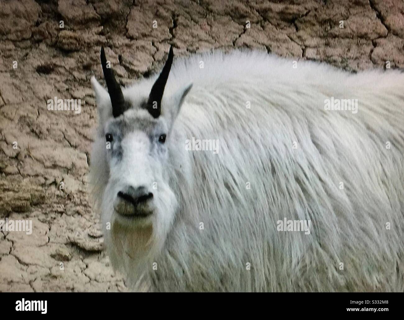 Wildlife of North America,mountain goat ,(Oreamnos americanus), Rocky ...