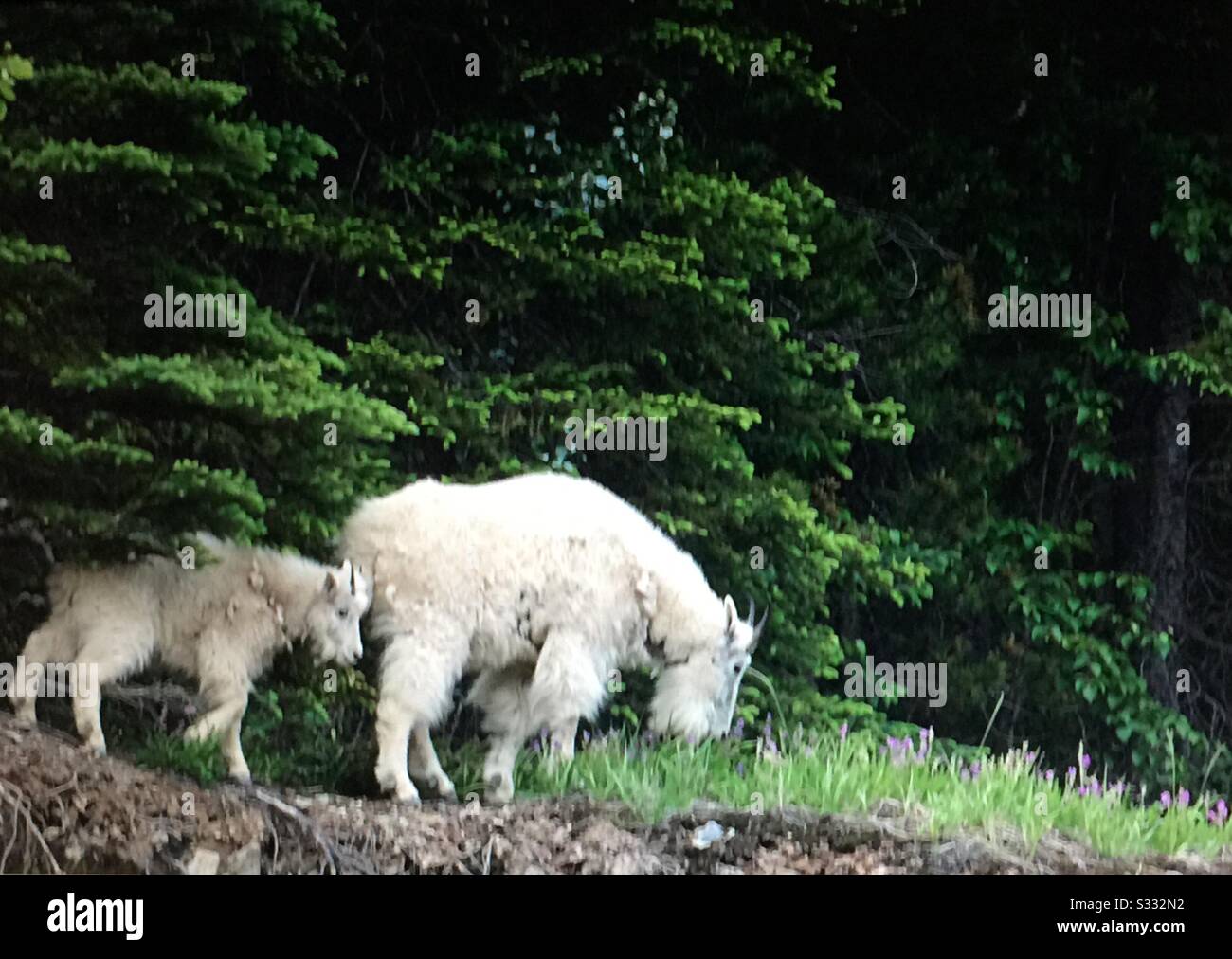 Wildlife of North America,mountain goat ,(Oreamnos americanus), Rocky ...
