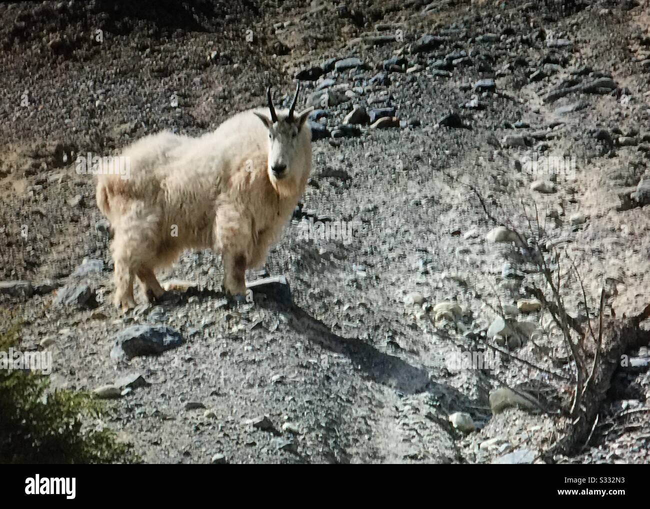 Wildlife of North America,mountain goat ,(Oreamnos americanus), Rocky ...