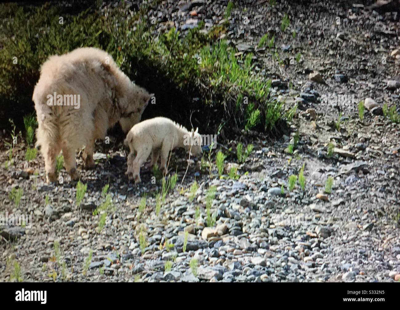 Wildlife of North America,mountain goat ,(Oreamnos americanus), Rocky ...