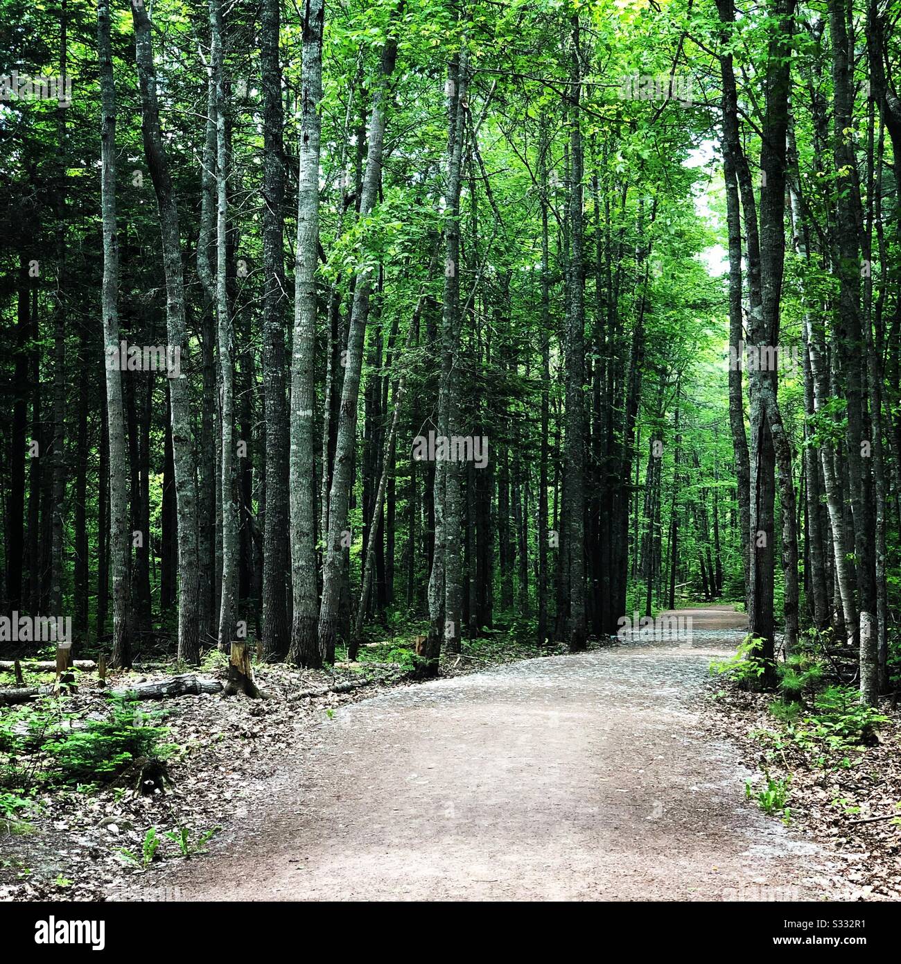 Trails hike trees hi-res stock photography and images - Alamy