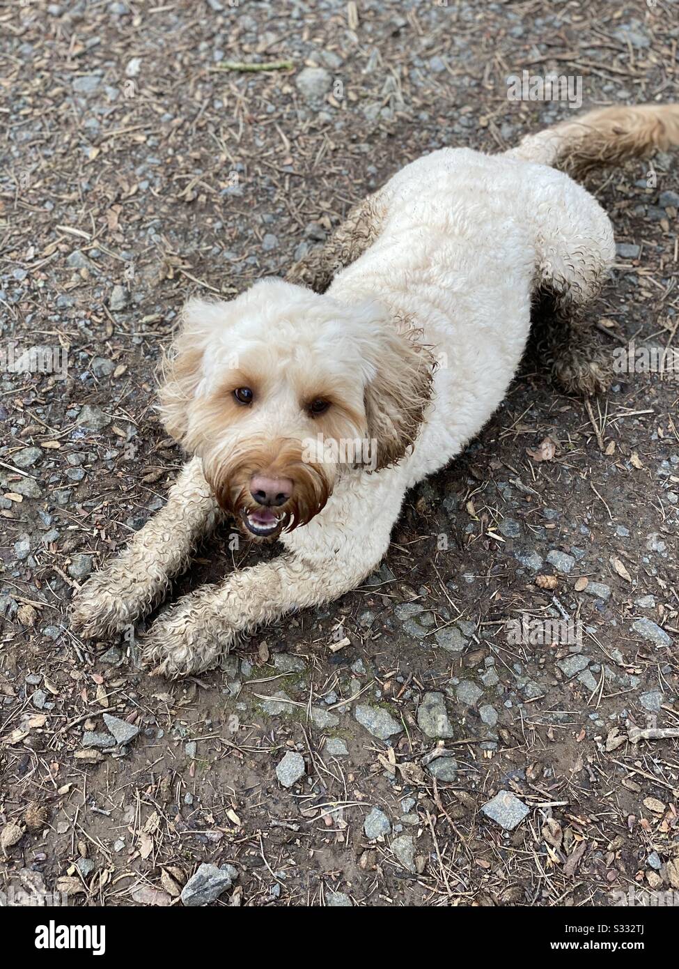 Cocker poodle hi-res stock photography and images - Alamy