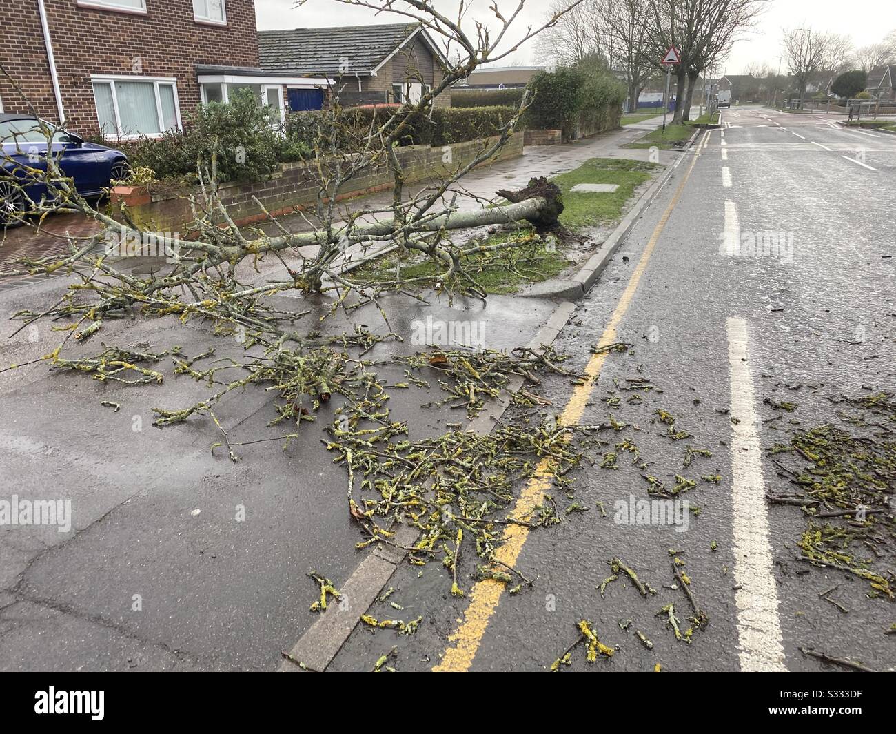 Uprooted Tree Storm High Resolution Stock Photography and Images - Alamy