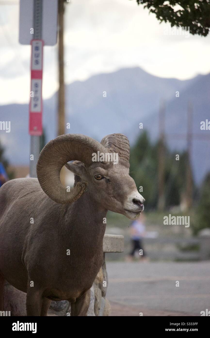 Wildlife of alberta hi-res stock photography and images - Alamy