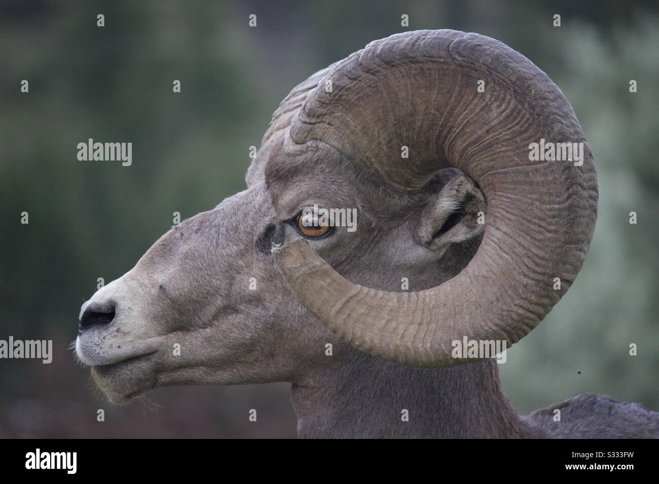 Mountain_sheep hi-res stock photography and images - Alamy