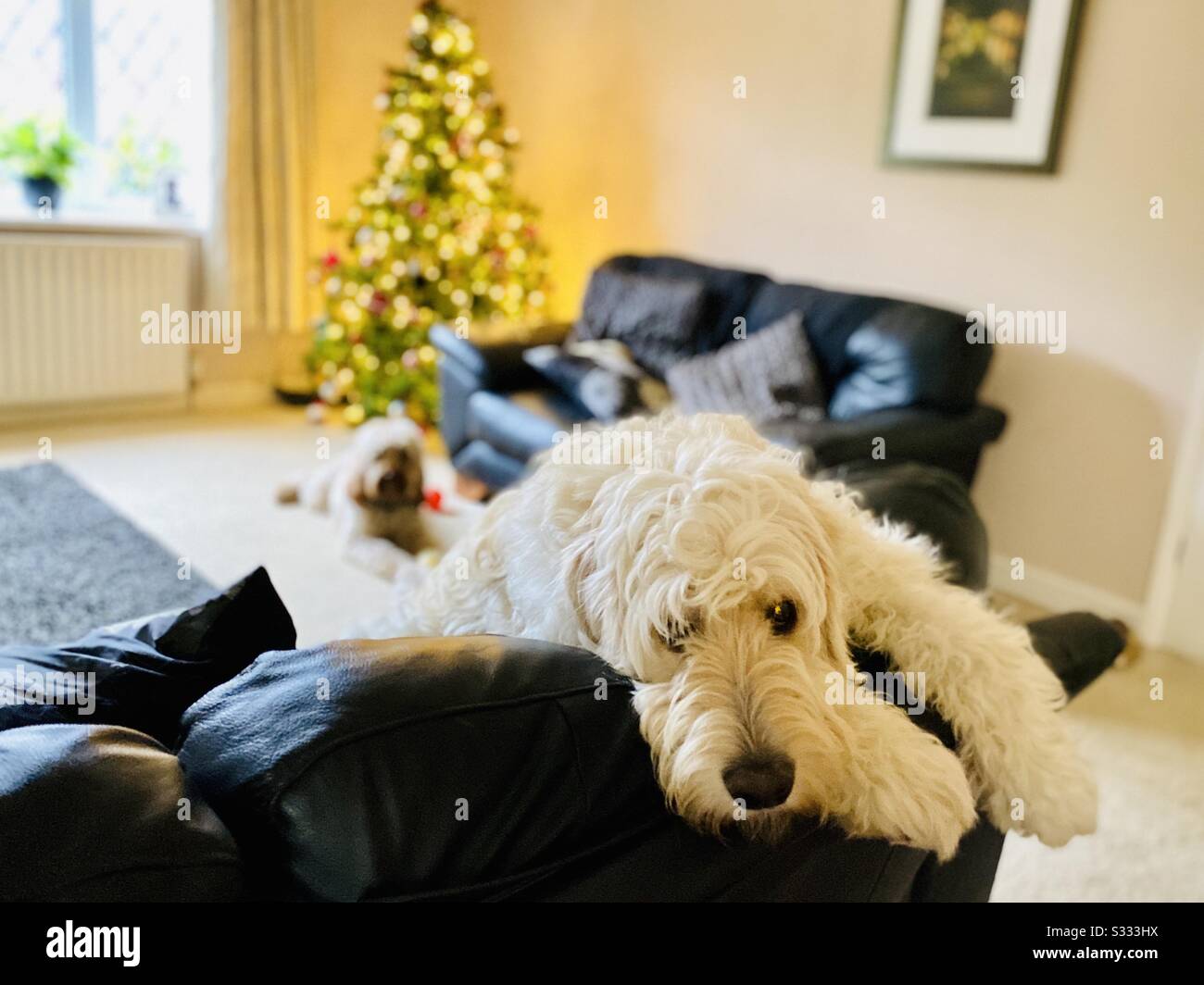 Black And White Cockapoo High Resolution Stock Photography and Images ...