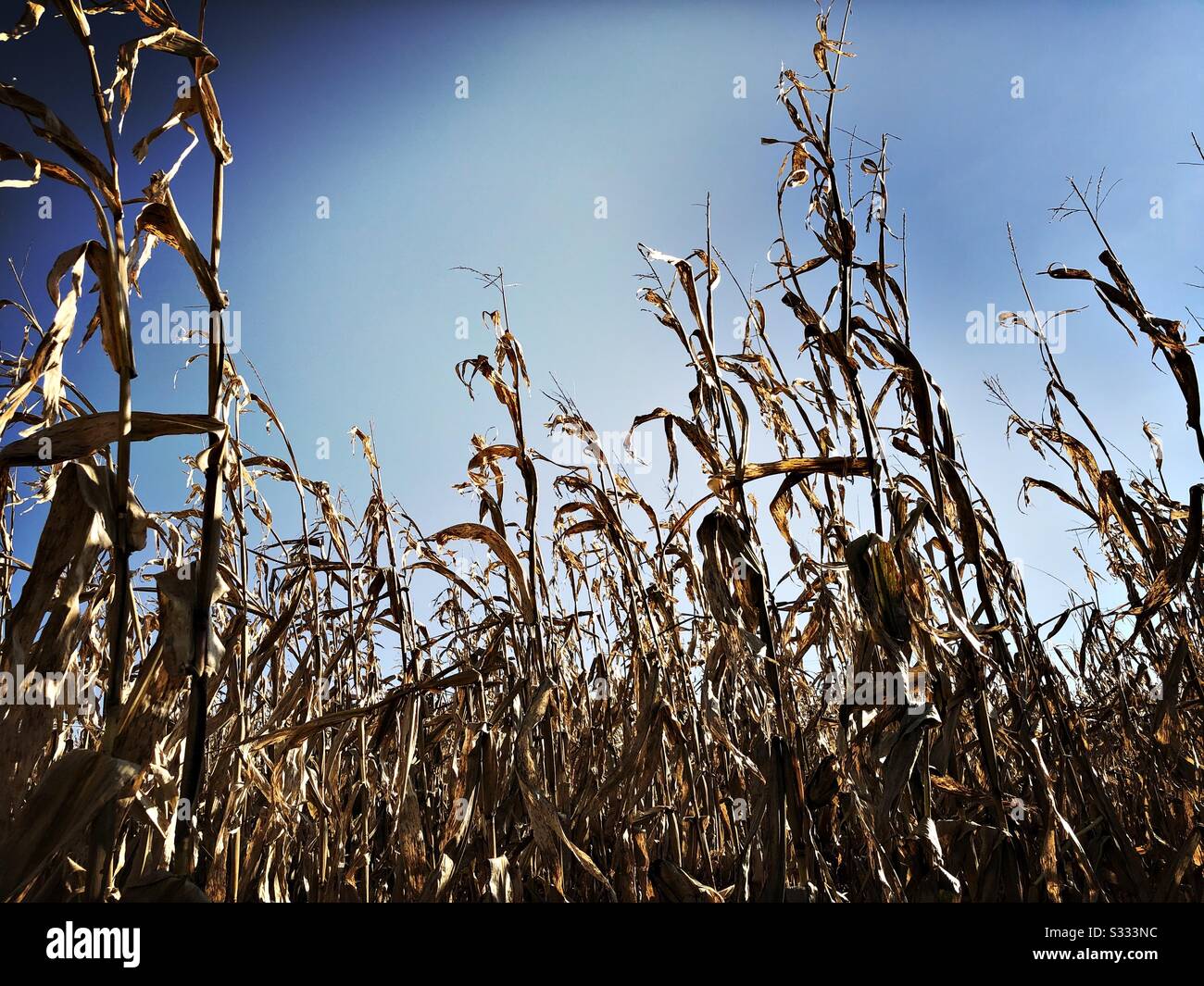 Dried corn stalks hi-res stock photography and images - Alamy