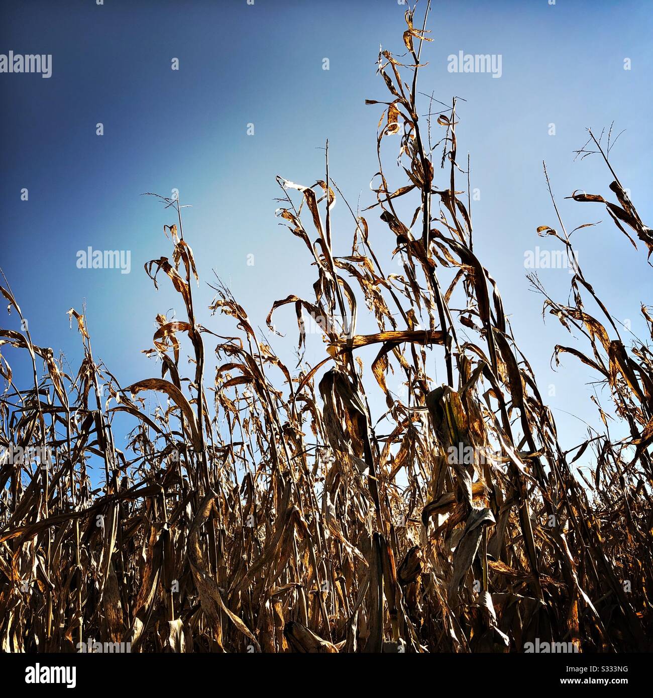 Stalks of corn hi-res stock photography and images - Alamy