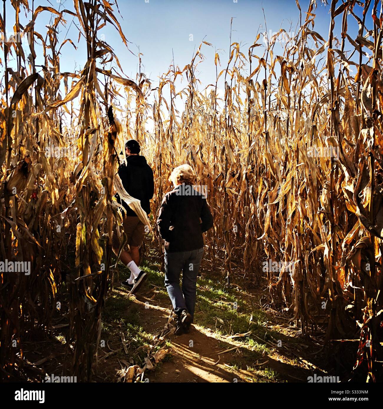Maze Corn High Resolution Stock Photography and Images - Alamy