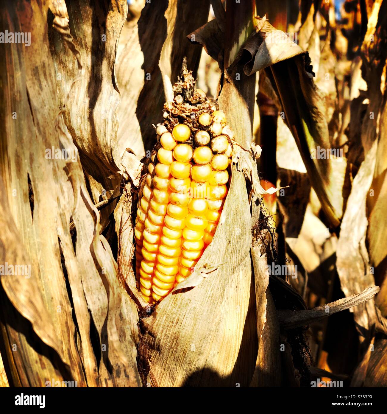 Dried corn stalk hi-res stock photography and images - Alamy