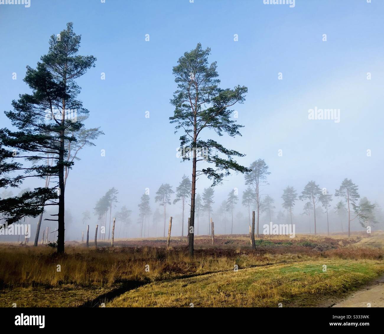 Stand tall together - Two young trees standing tall in a forest ...
