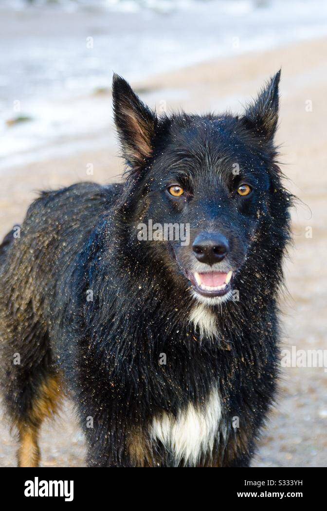 Mucky puppy hi-res stock photography and images - Alamy