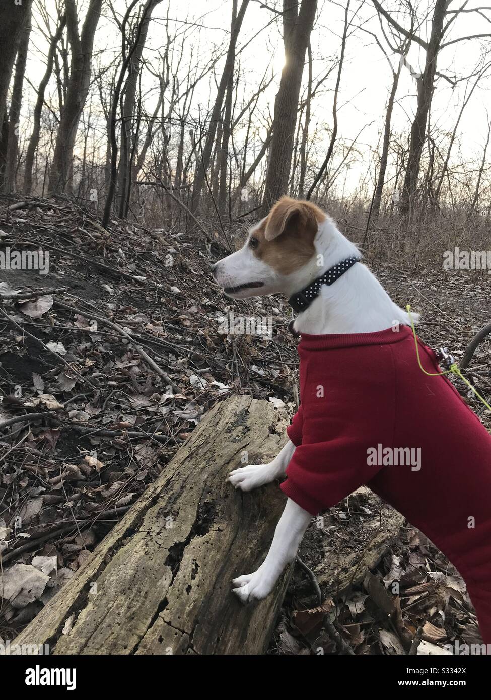 Focused dog hi-res stock photography and images - Alamy