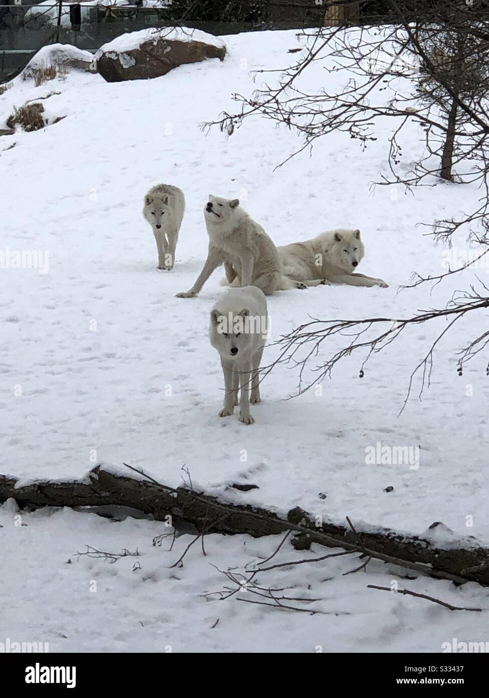 Alpha female hi-res stock photography and images - Alamy