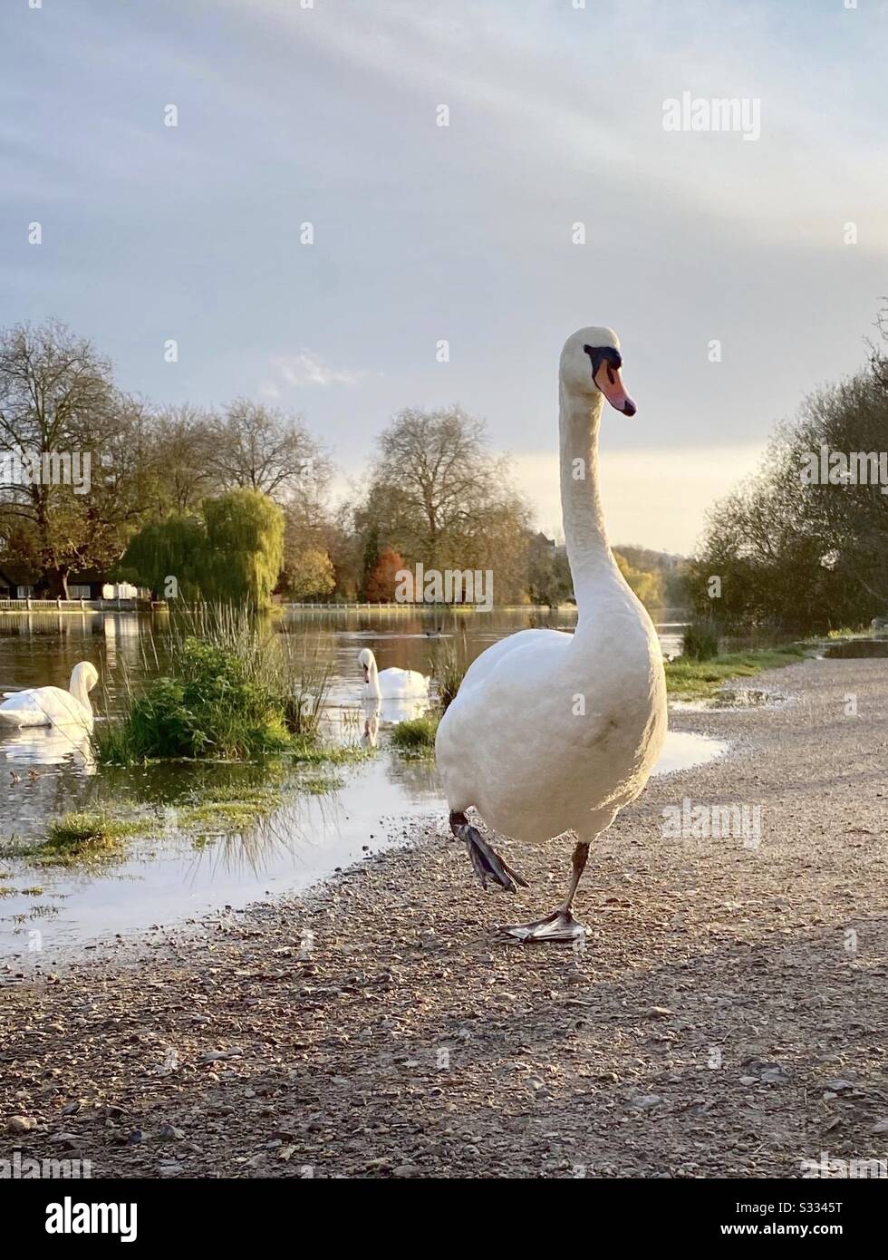 The king of swan Stock Photo - Alamy