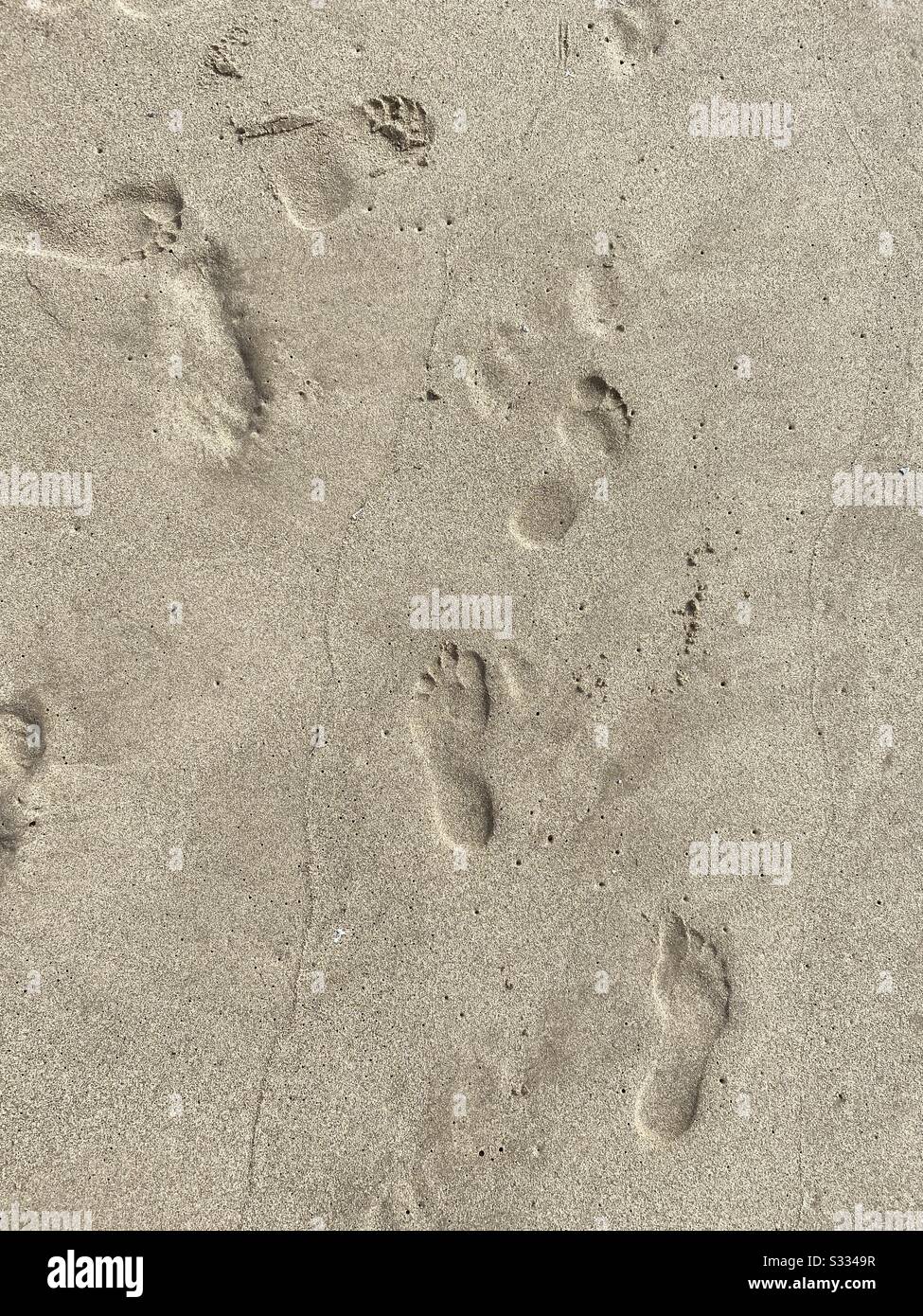 Footprints in the sand on the beach Stock Photo - Alamy